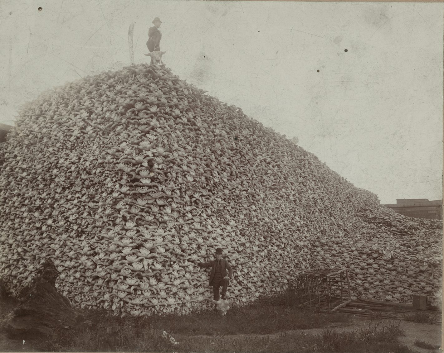 Bison bison - Field Guide to Lost Futures